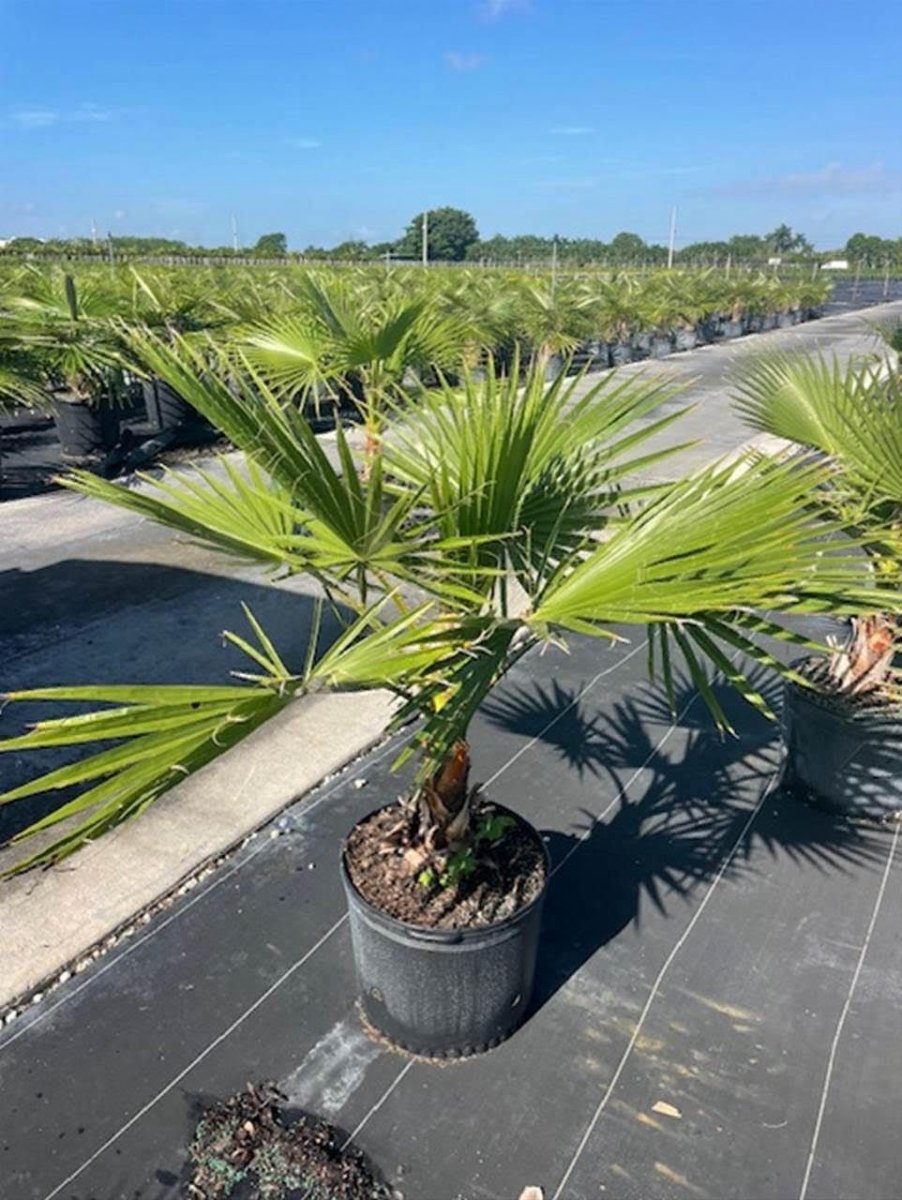 Washingtonia Palm, Mexican Fan Palm (Washingtonia Robusta) – Bird of ...